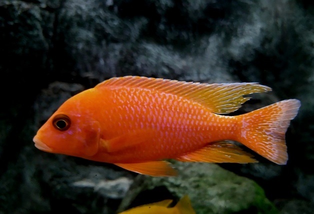 Ryby :: ProkopMalawi